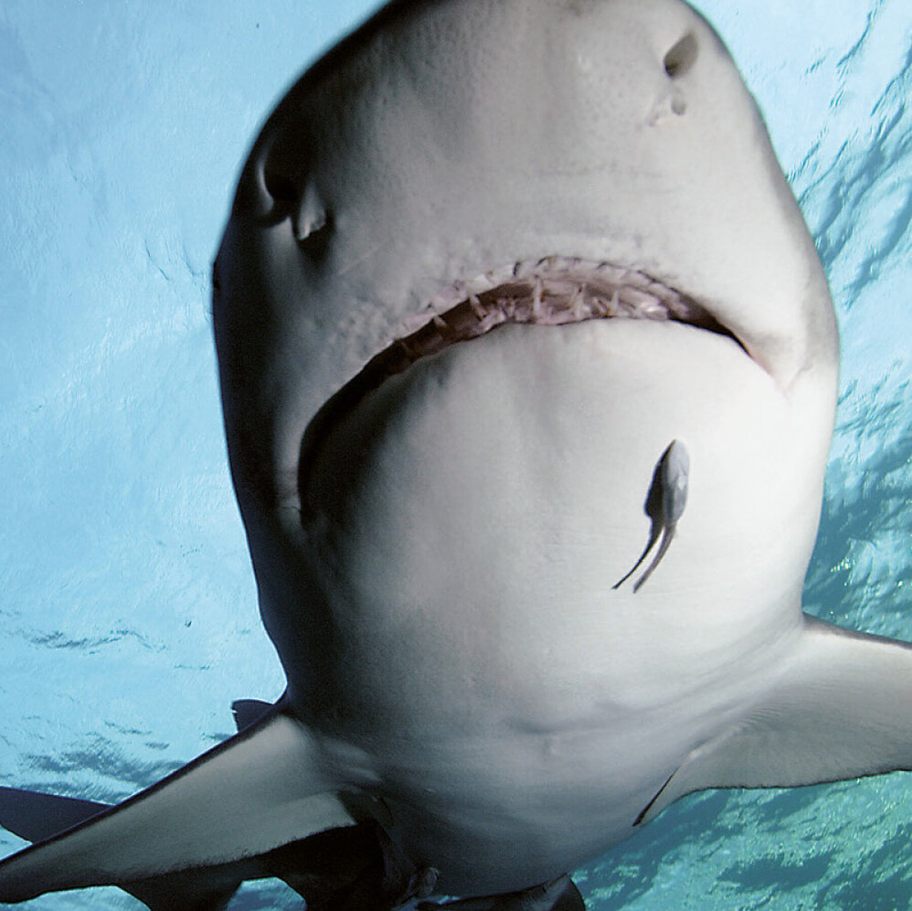 Regeneration Expert: Article